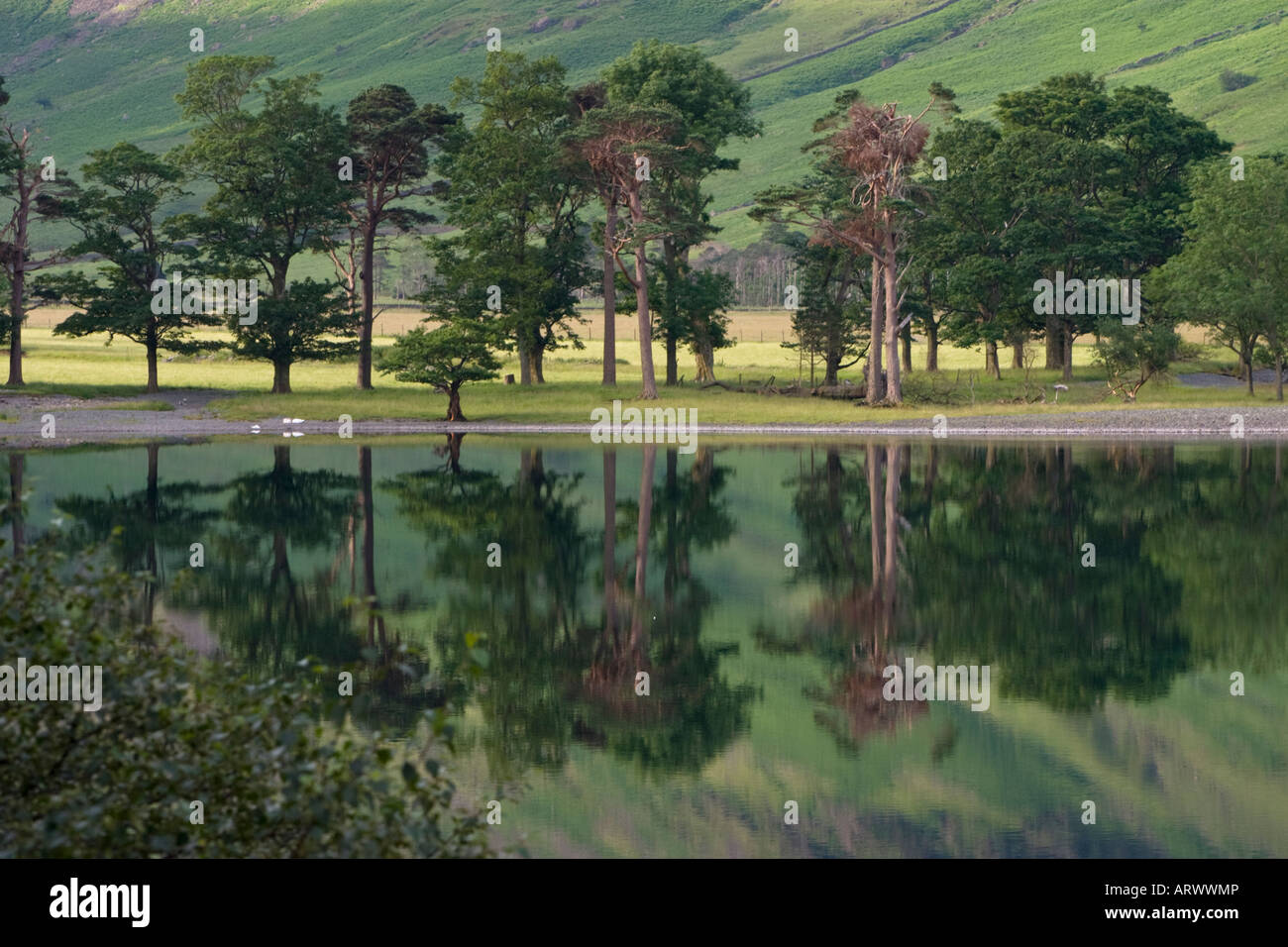 Tree line on mountains uk hi-res stock photography and images - Alamy