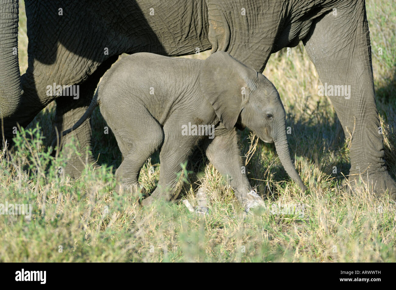 Elephant cubs,a walking Elephant Cub,Serengeti,Tanzania Stock Photo - Alamy