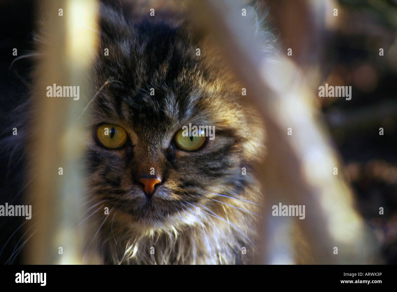 Cute cat hidden behind some branches Stock Photo - Alamy