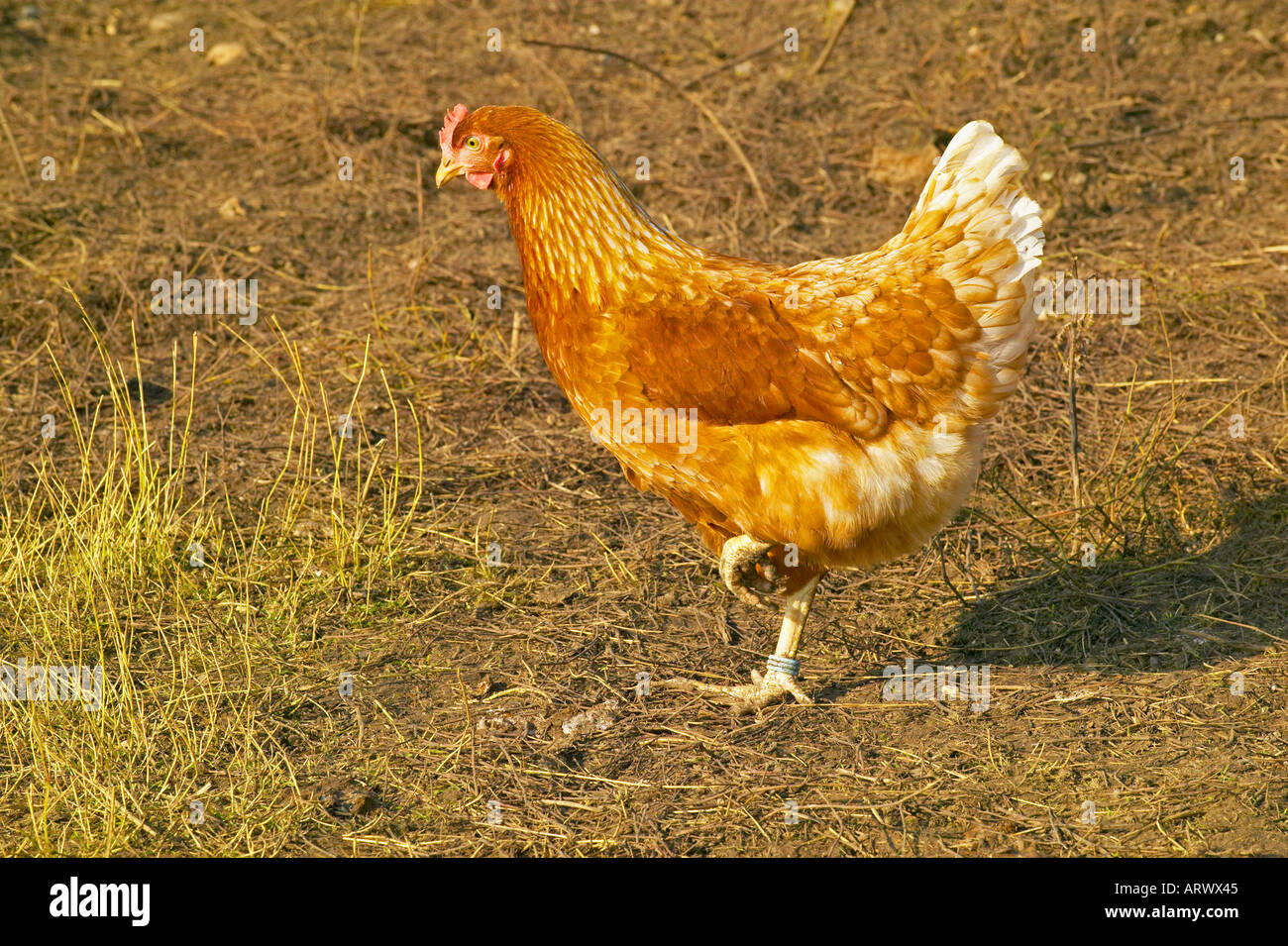 free range chicken Stock Photo - Alamy