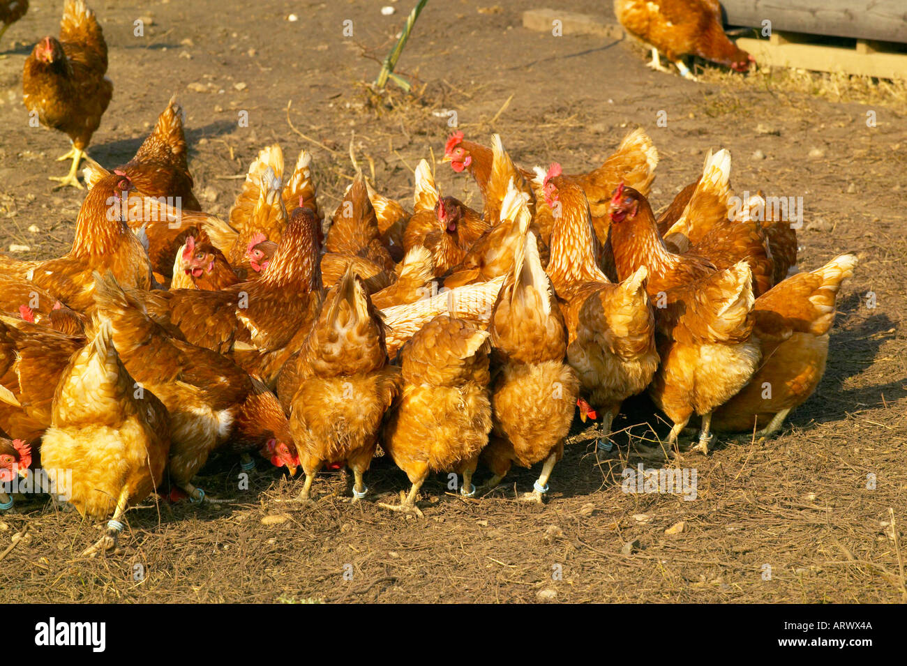 flock of free range chickens Stock Photo - Alamy