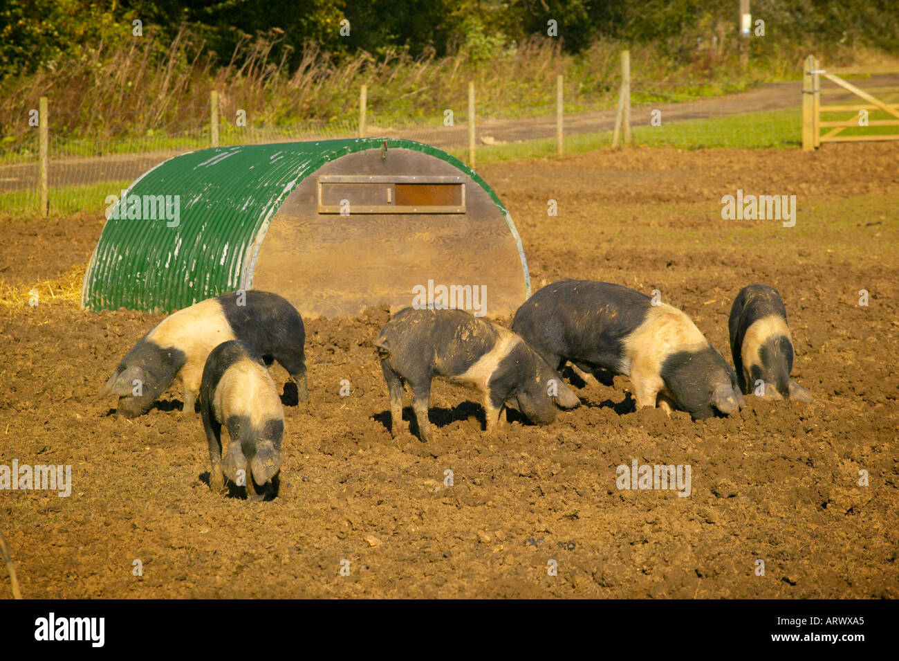 free range organic pig farminig Stock Photo - Alamy