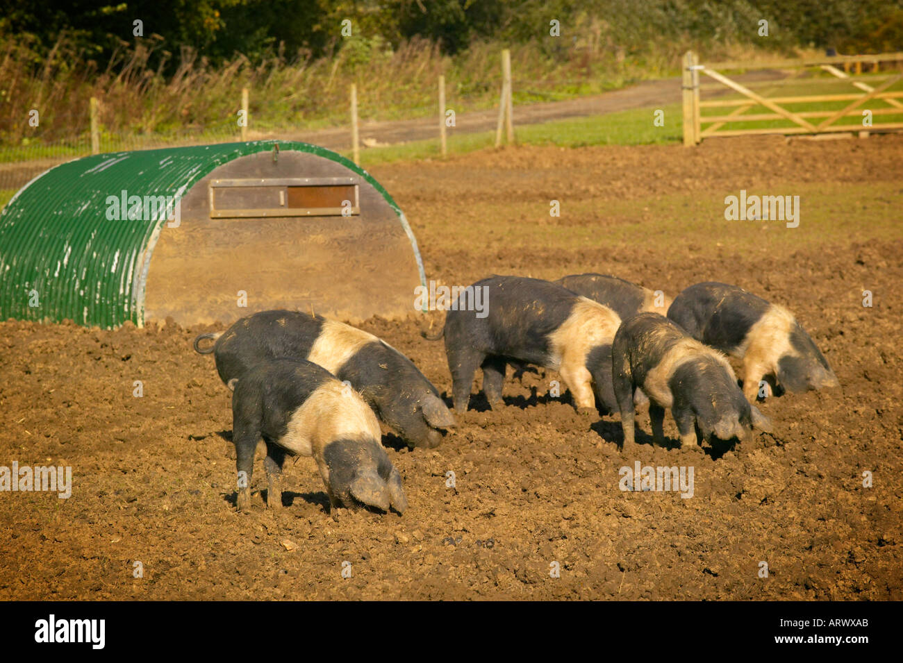 free range organic pig farminig Stock Photo - Alamy