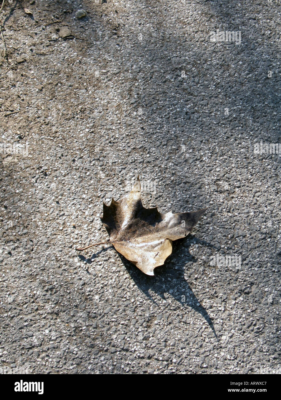 one dead leaf on road Stock Photo - Alamy