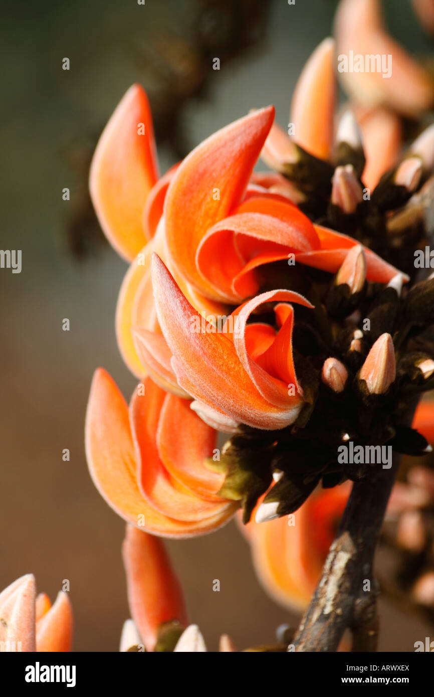 Flame of the forest tree flower Stock Photo - Alamy Flame of the forest tree flower Stock Photo - Alamy