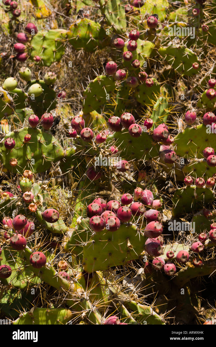 Tenerife ripe prickly pear fruit on boundary hedge Opuntia ficus Indica ...