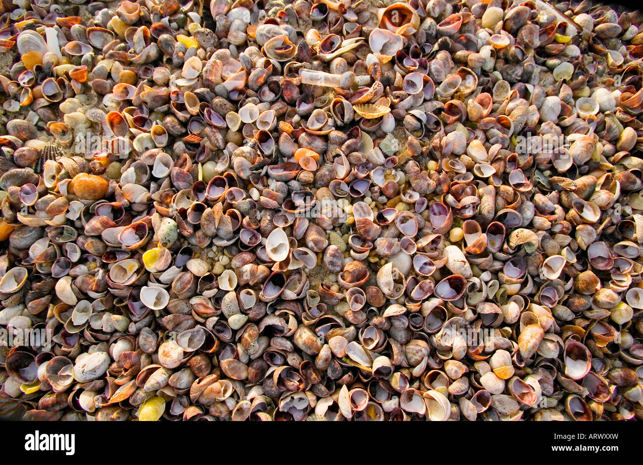 Seashell seashells hi-res stock photography and images - Alamy