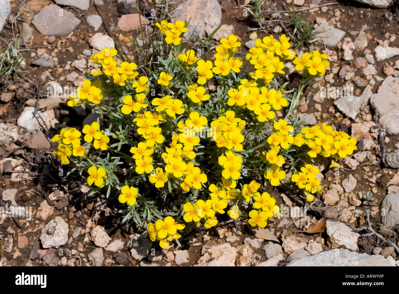 Yellow bladderpod hi-res stock photography and images - Alamy