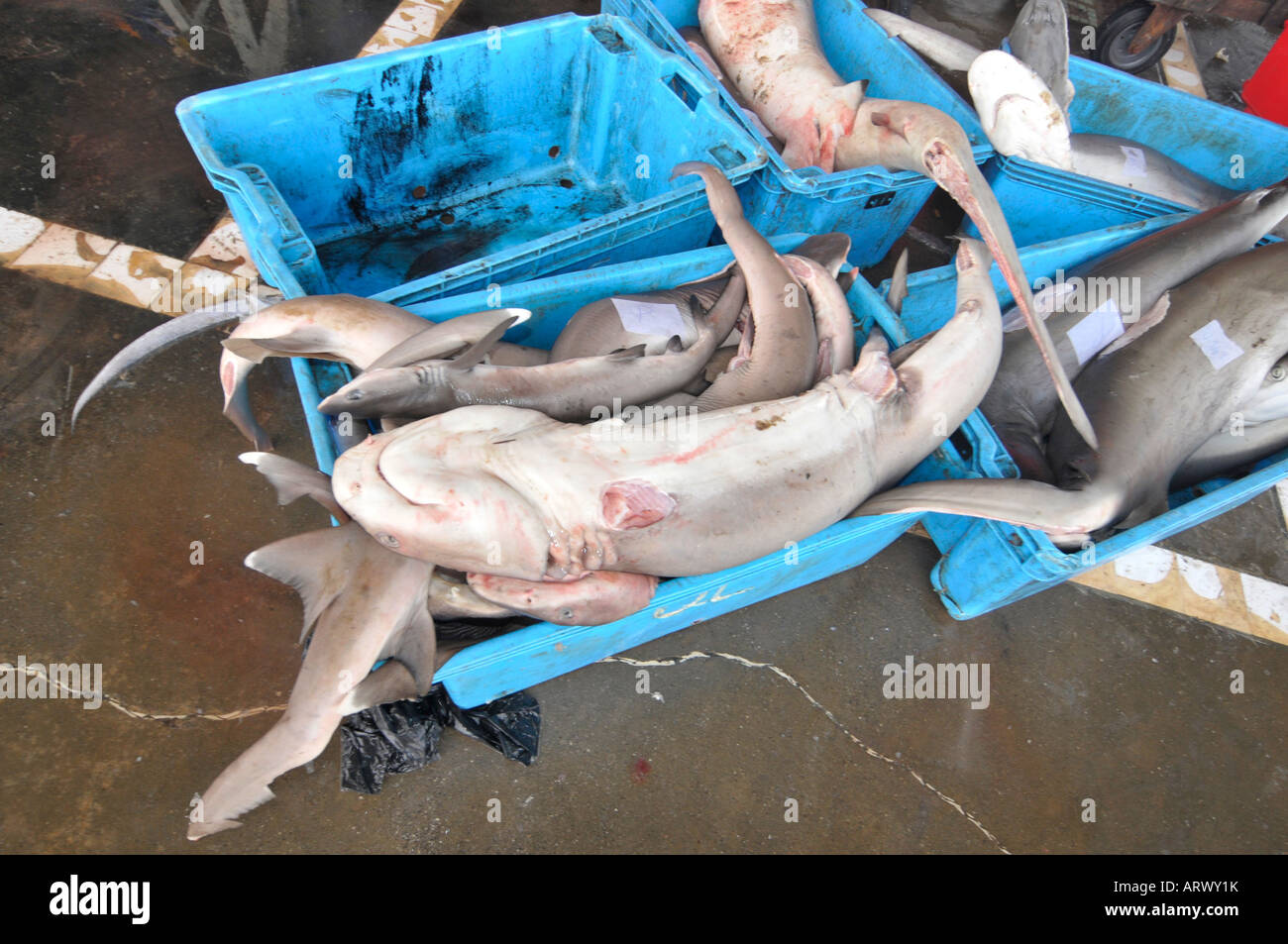 Fish or Wet Market in Kota Kinabulu capital of Sabah Northern Borneo ...