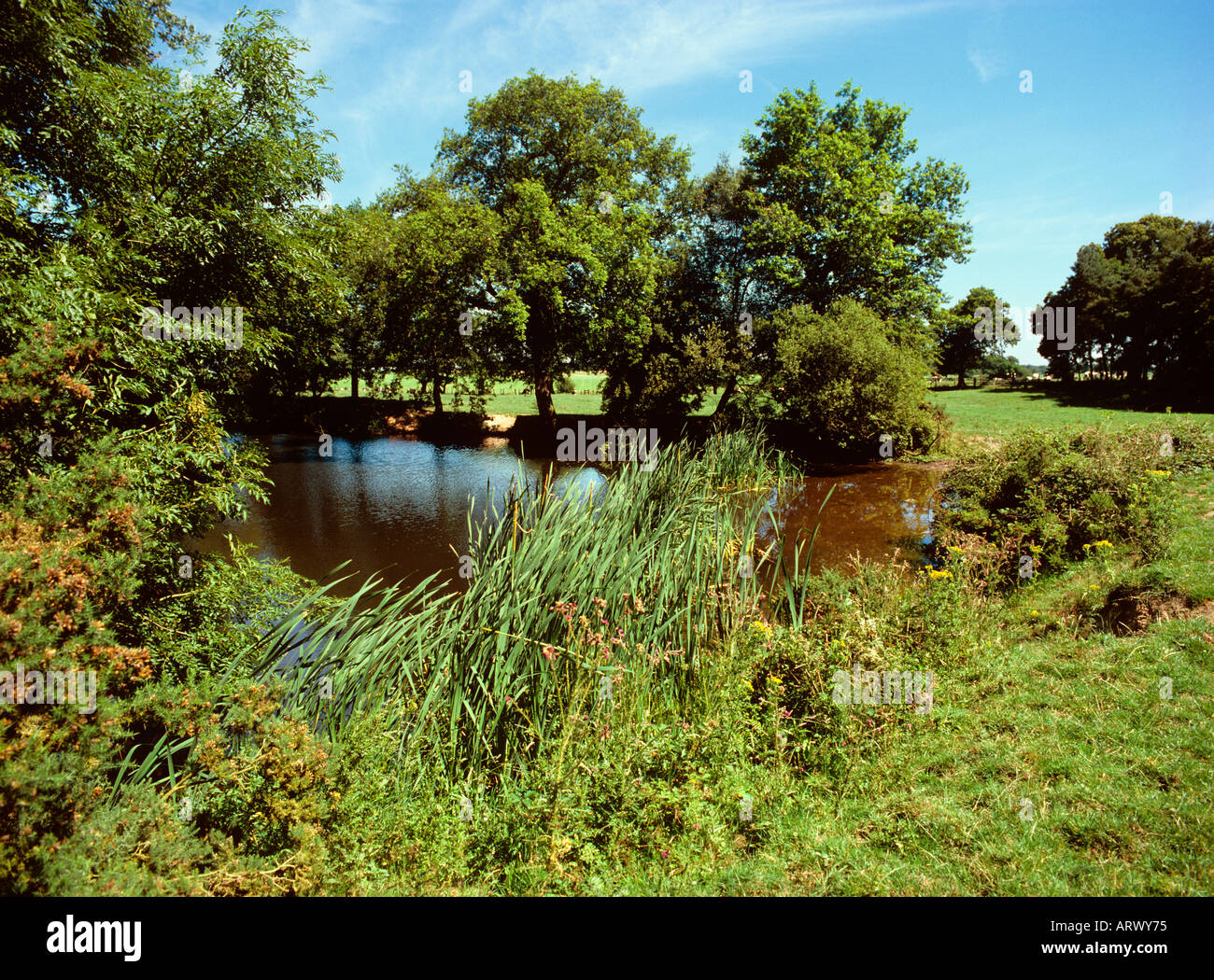 Picture of saint andrew hi-res stock photography and images - Alamy