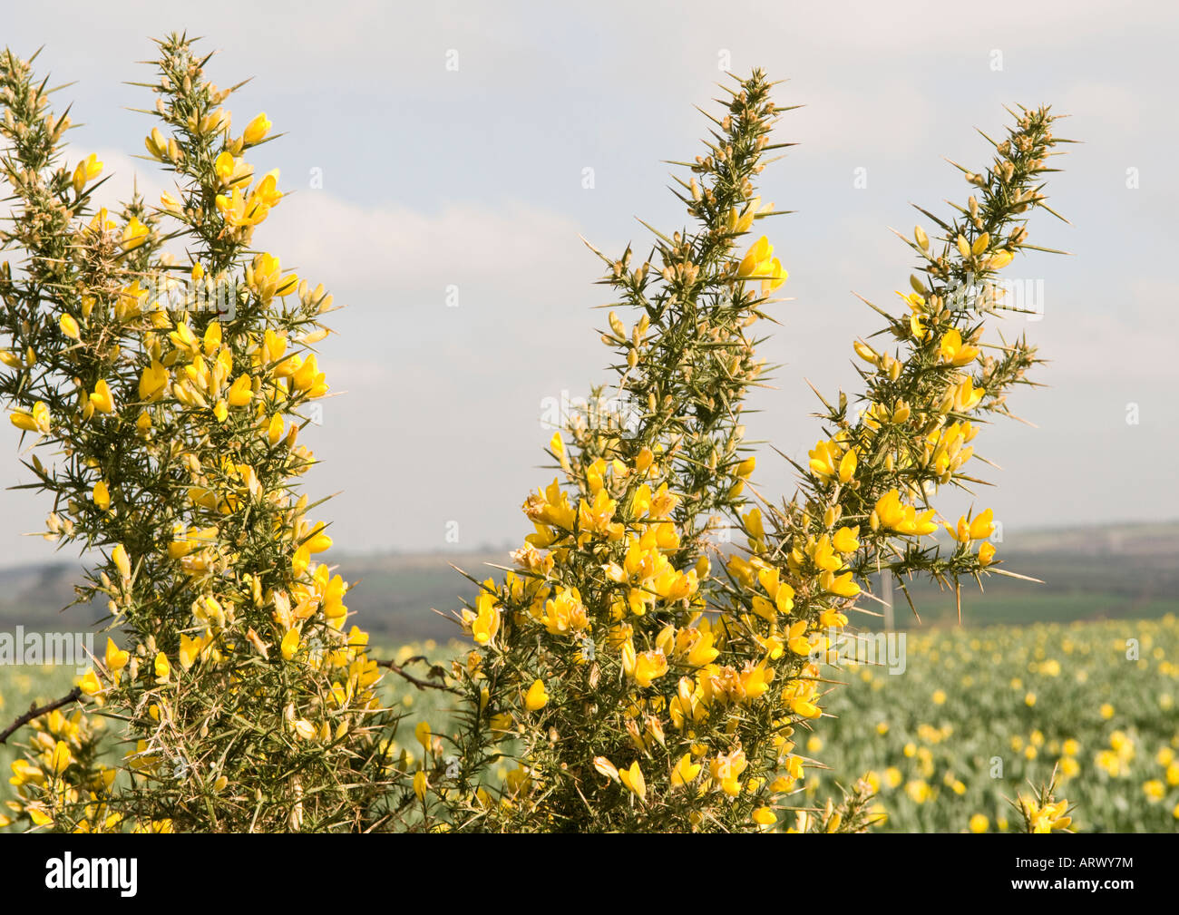 Spikes of yellow gorse Stock Photo - Alamy