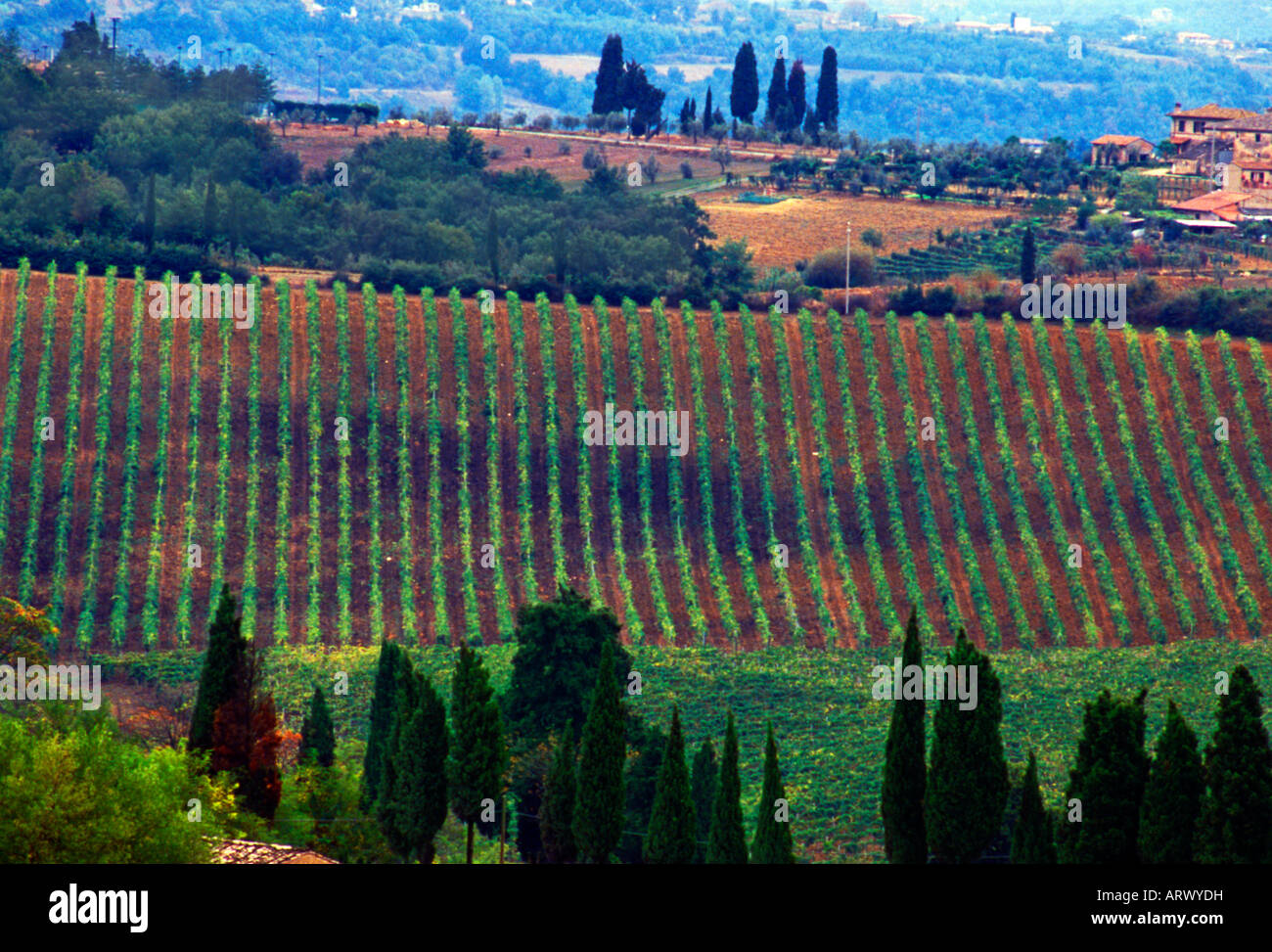 Farm crops Tuscany Italy Stock Photo - Alamy