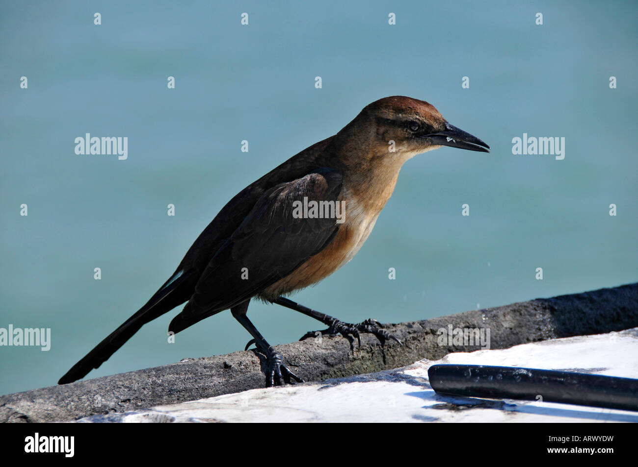 Female boattail Grackle a popular southern states bird Stock Photo - Alamy