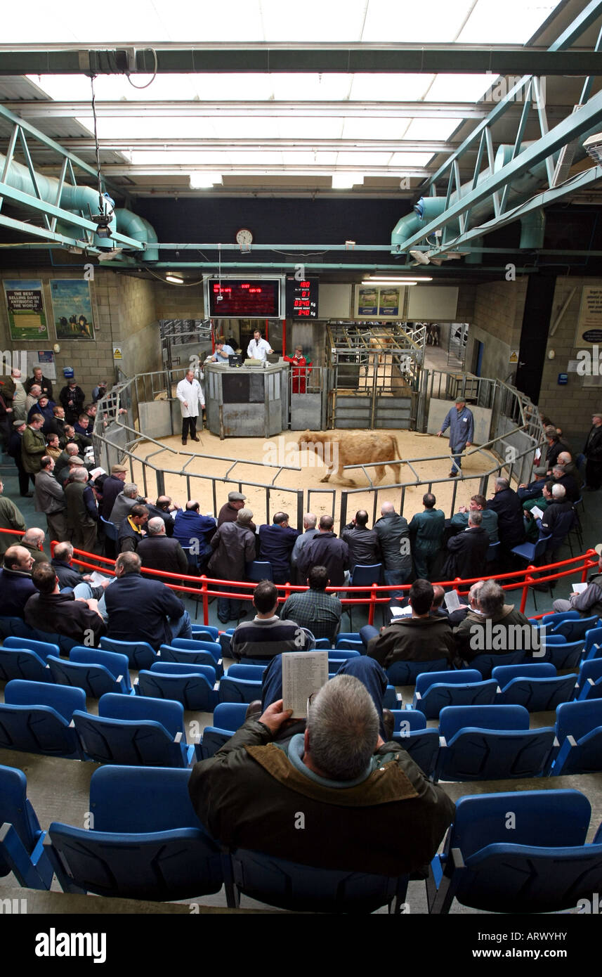 Livestock sale at Aberdeen and Northern Mart, Thainstone, Inverurie ...