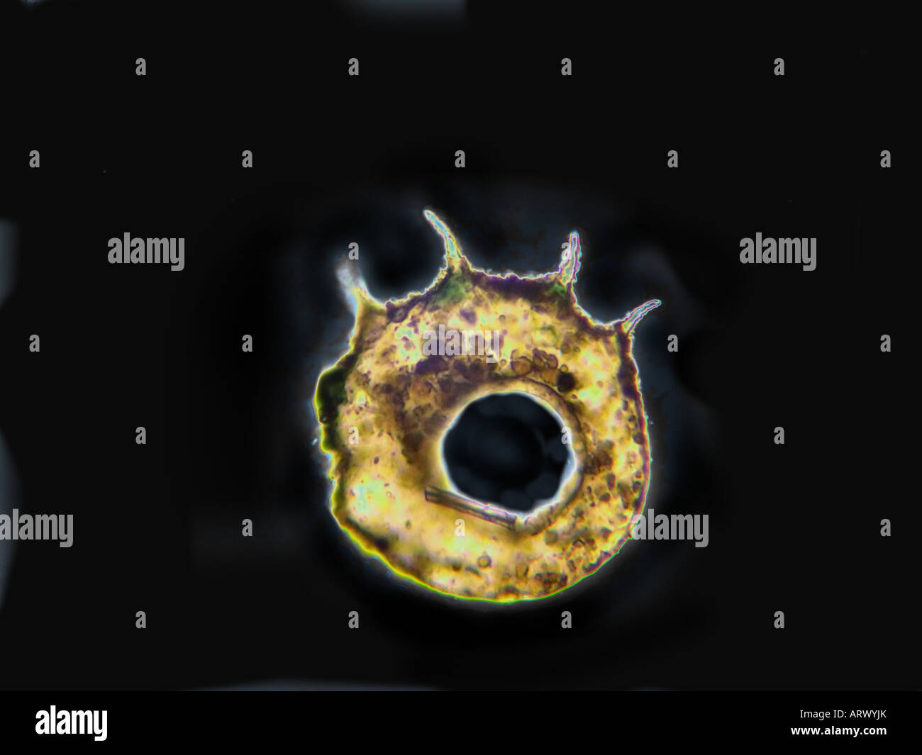 Amoeba microscope hi-res stock photography and images - Alamy