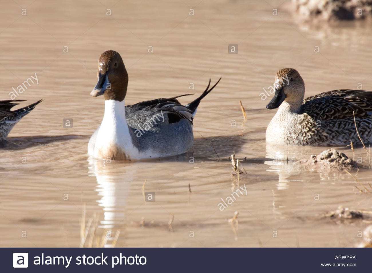 Pintail Hen High Resolution Stock Photography and Images - Alamy