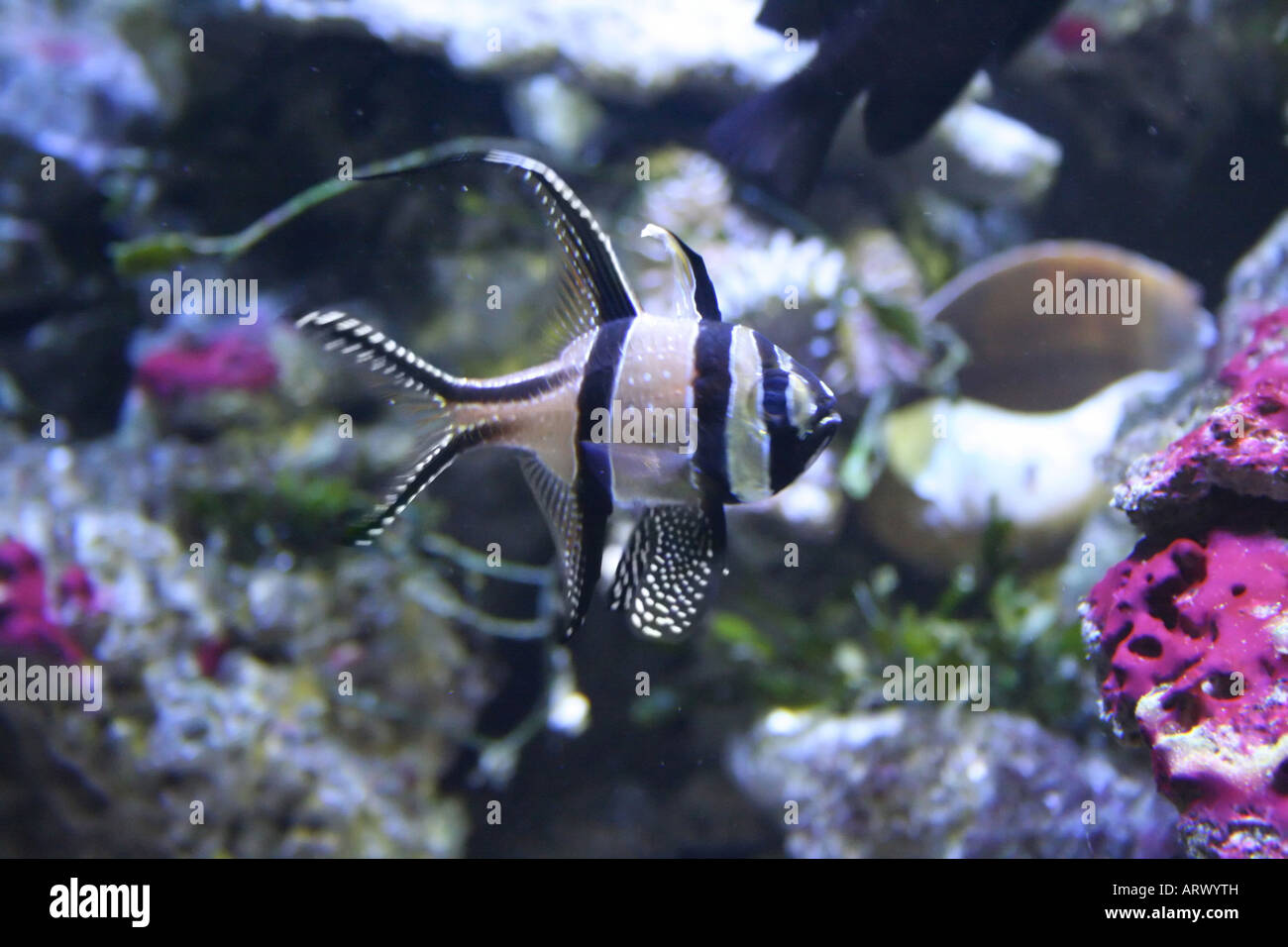 Tropical exotic Fish Stock Photo - Alamy