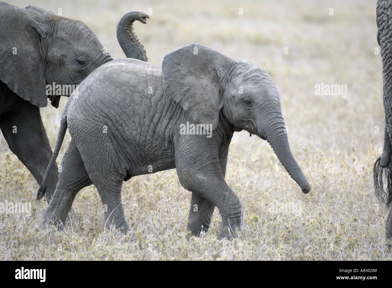Elephant cubs,a walking Elephant Cub,Serengeti,Tanzania Stock Photo - Alamy