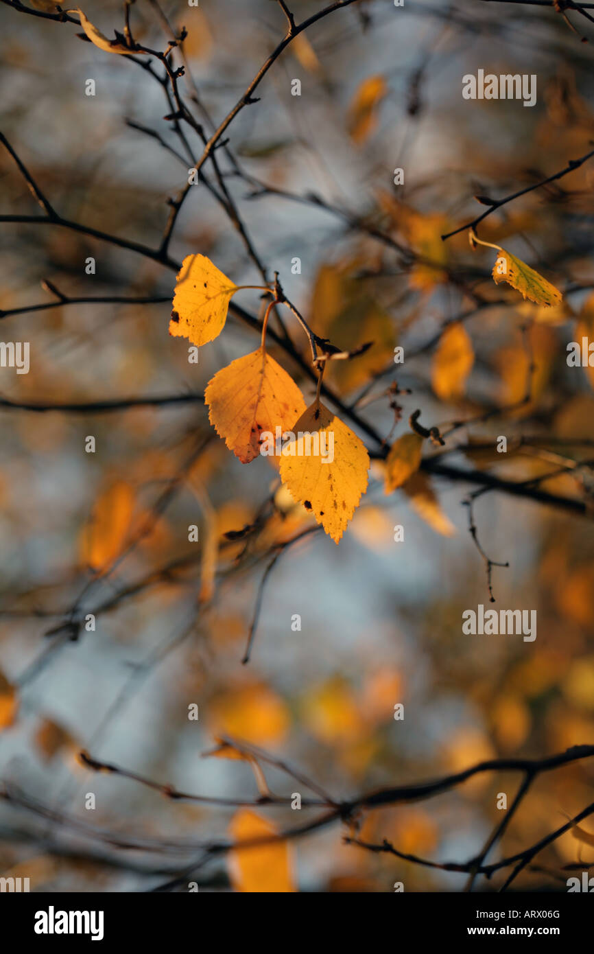 Silver Birch Leaves turned a golden colour in the autumn in a Cheshire ...