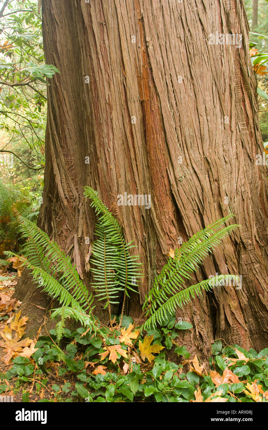 Sword fern at base of western red cedar tree on Bainbridge Island ...