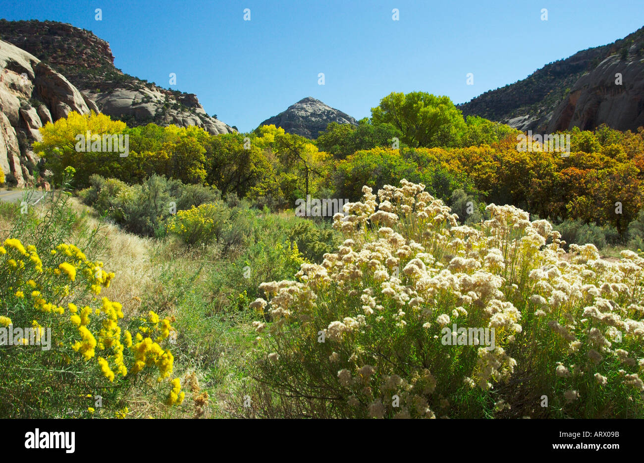 Rabbit brush in indian hi-res stock photography and images - Alamy