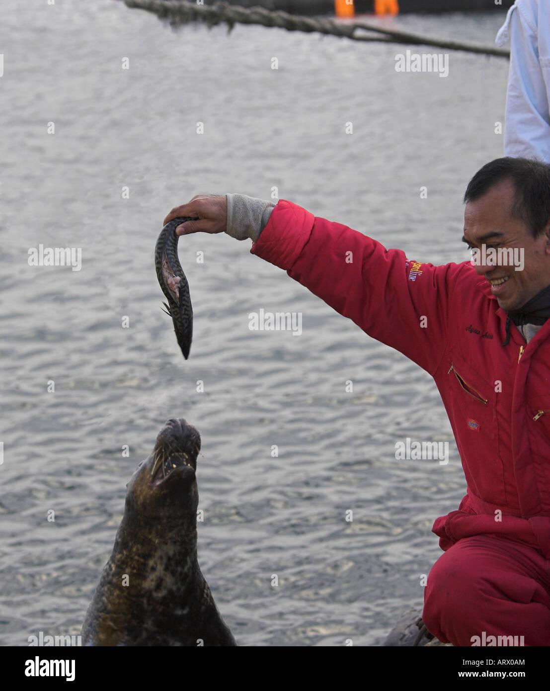 fisherman landing a catch feed local grey seals Stock Photo - Alamy