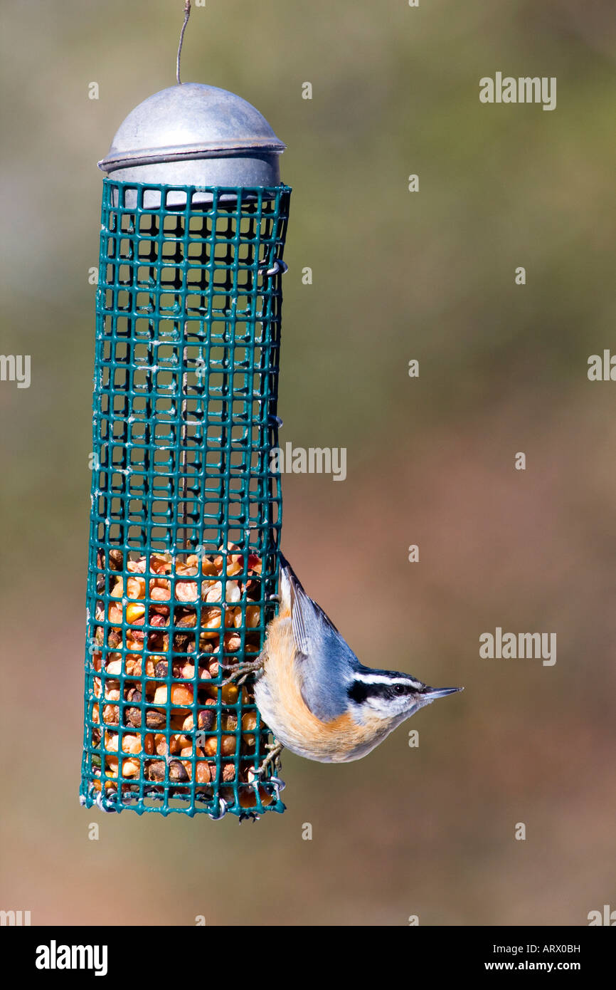 Nuthatches bird feeder hi-res stock photography and images - Alamy
