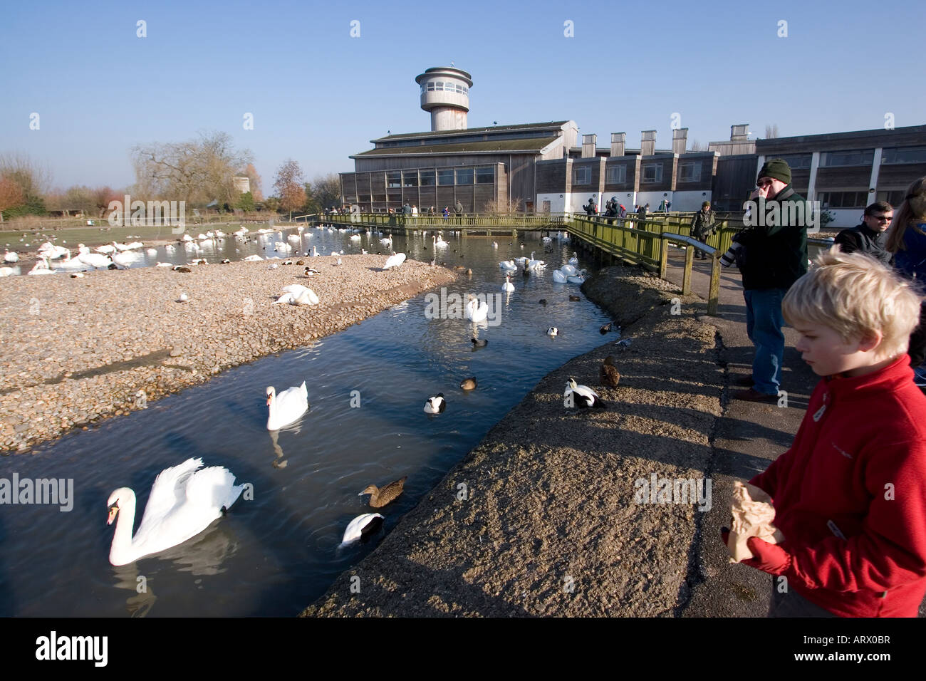 Slimbridge Wildfowl and Wetland Trust Gloucestershire England Stock ...