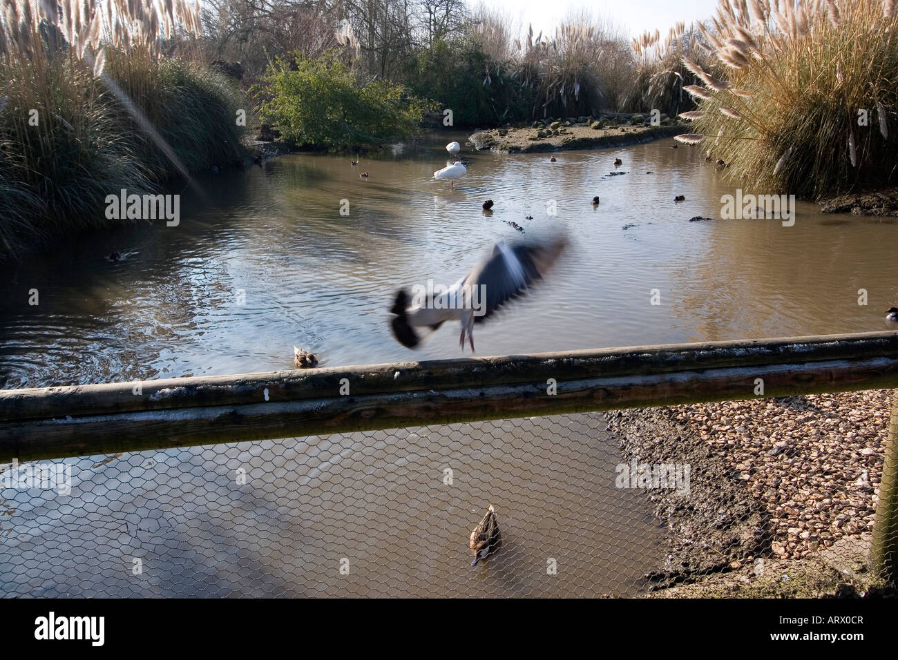Slimbridge Wildfowl and Wetland Trust Gloucestershire England Stock ...