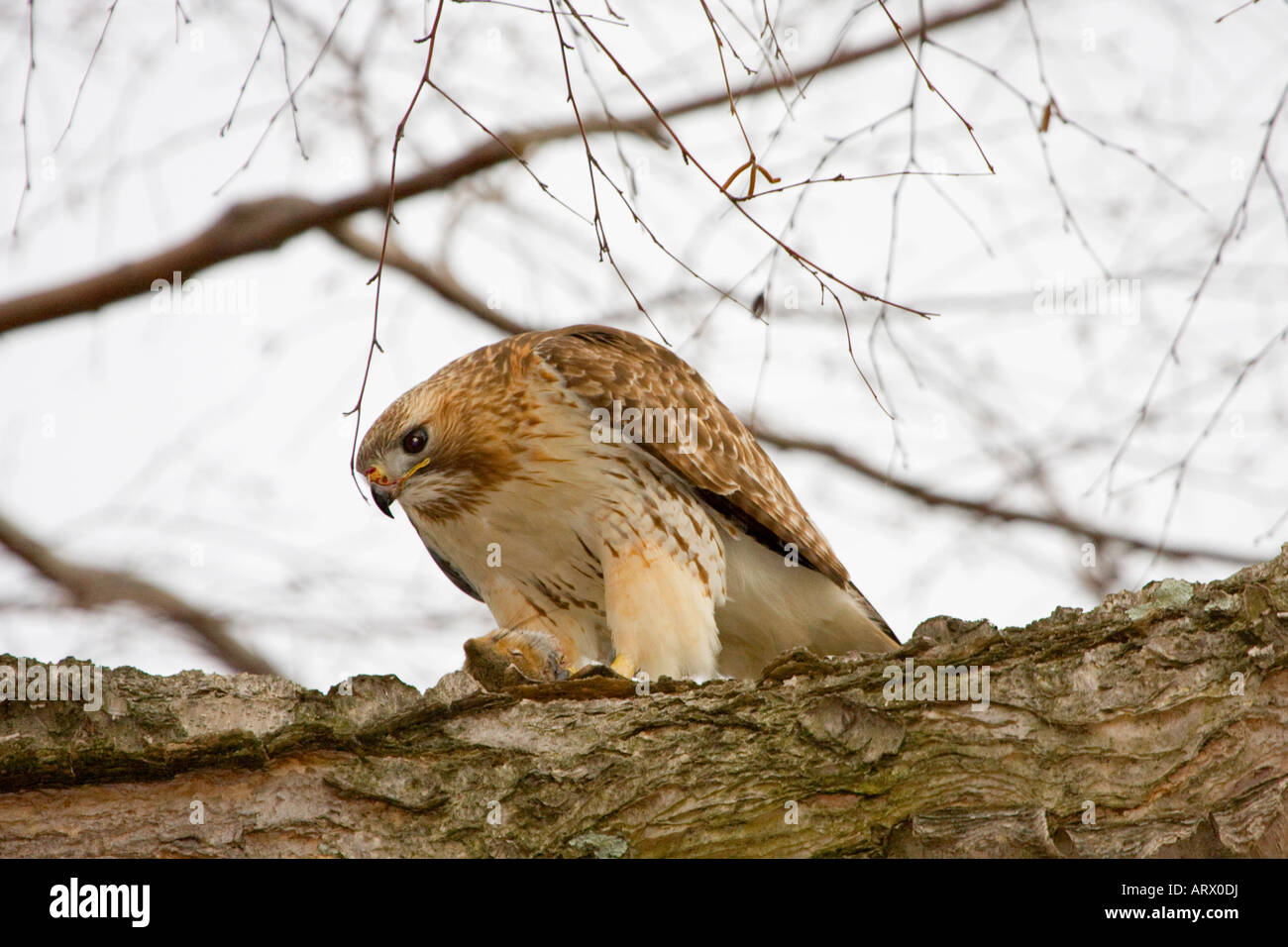 Red tailed Hawk eating squirrel Stock Photo - Alamy