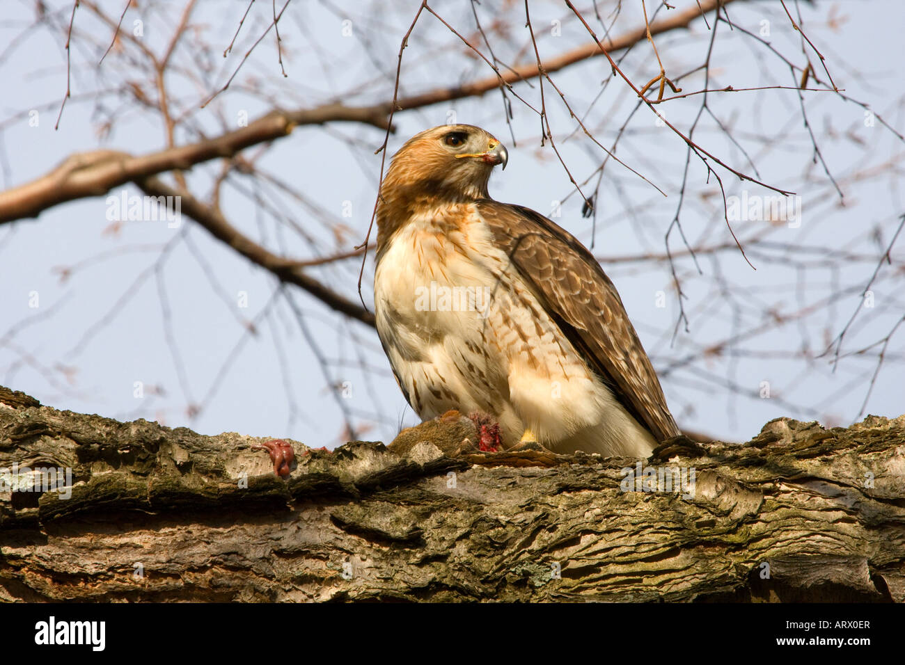 Eastern red tailed hawk hi-res stock photography and images - Alamy