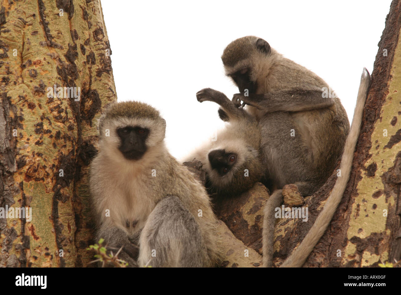 Three vervet monkeys preening in a tree Ngorogoro Crater Tanzania Stock ...