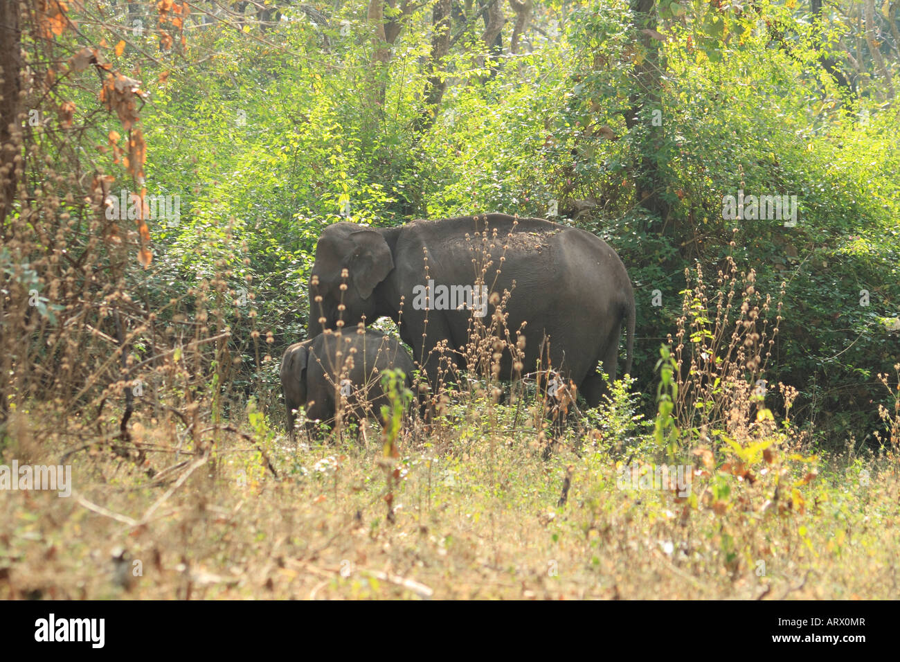 Wild Asian Elephant in the forest Stock Photo - Alamy