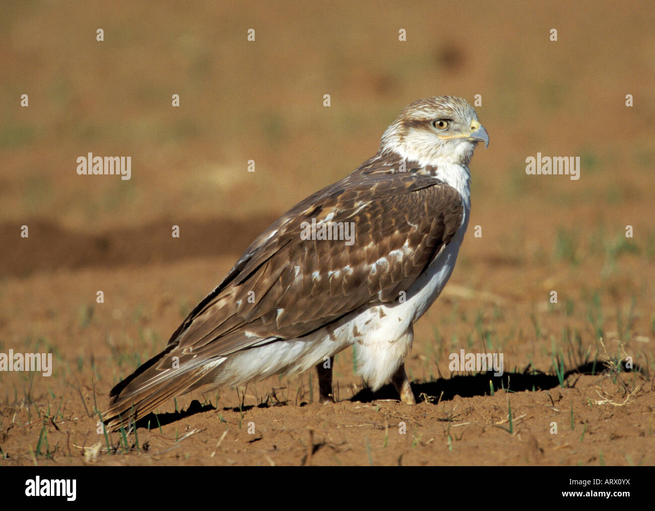 Immature ferruginous hawk hi-res stock photography and images - Alamy