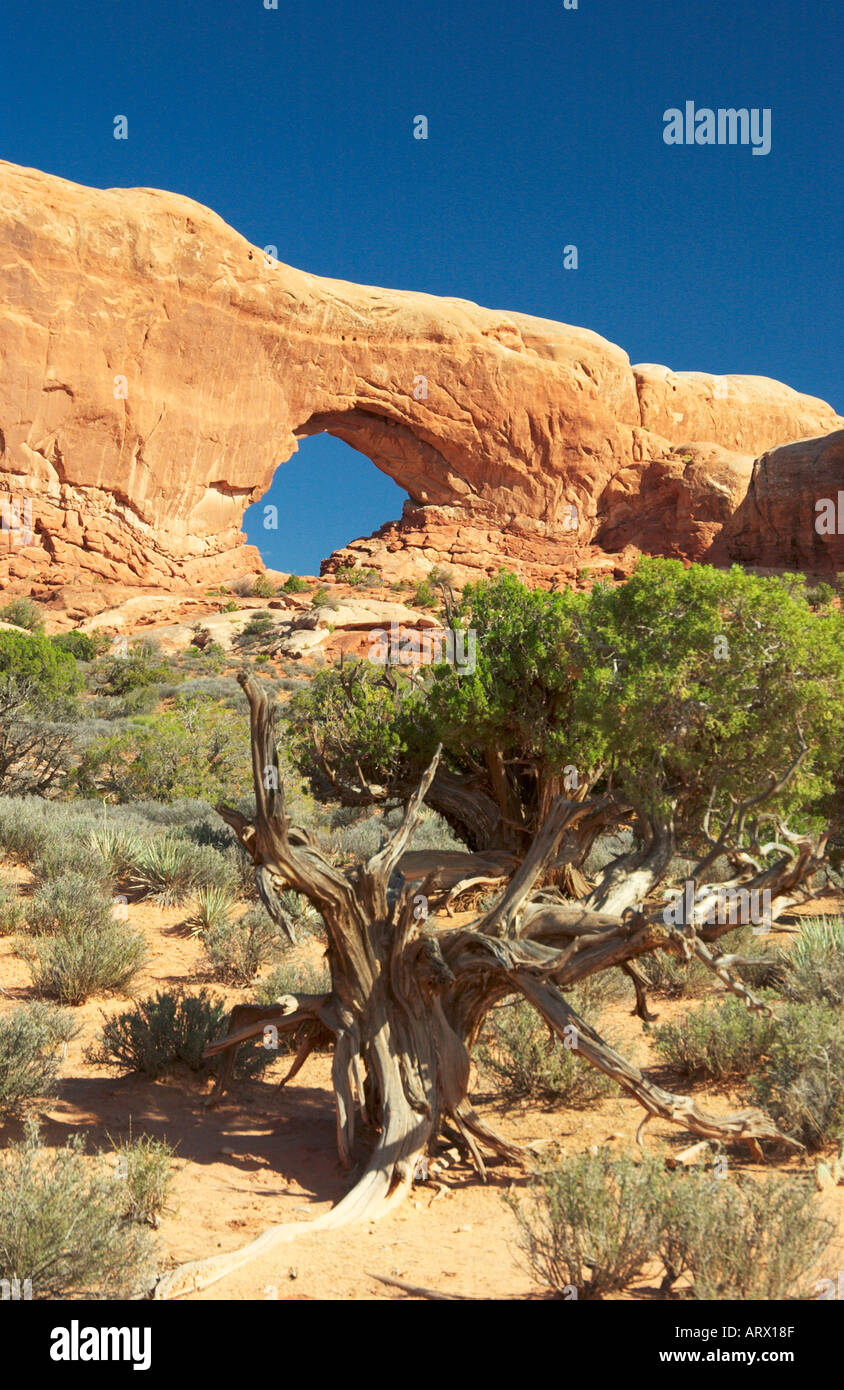 Gnarled pine tree and The North Window in the Windows Section in Arches ...