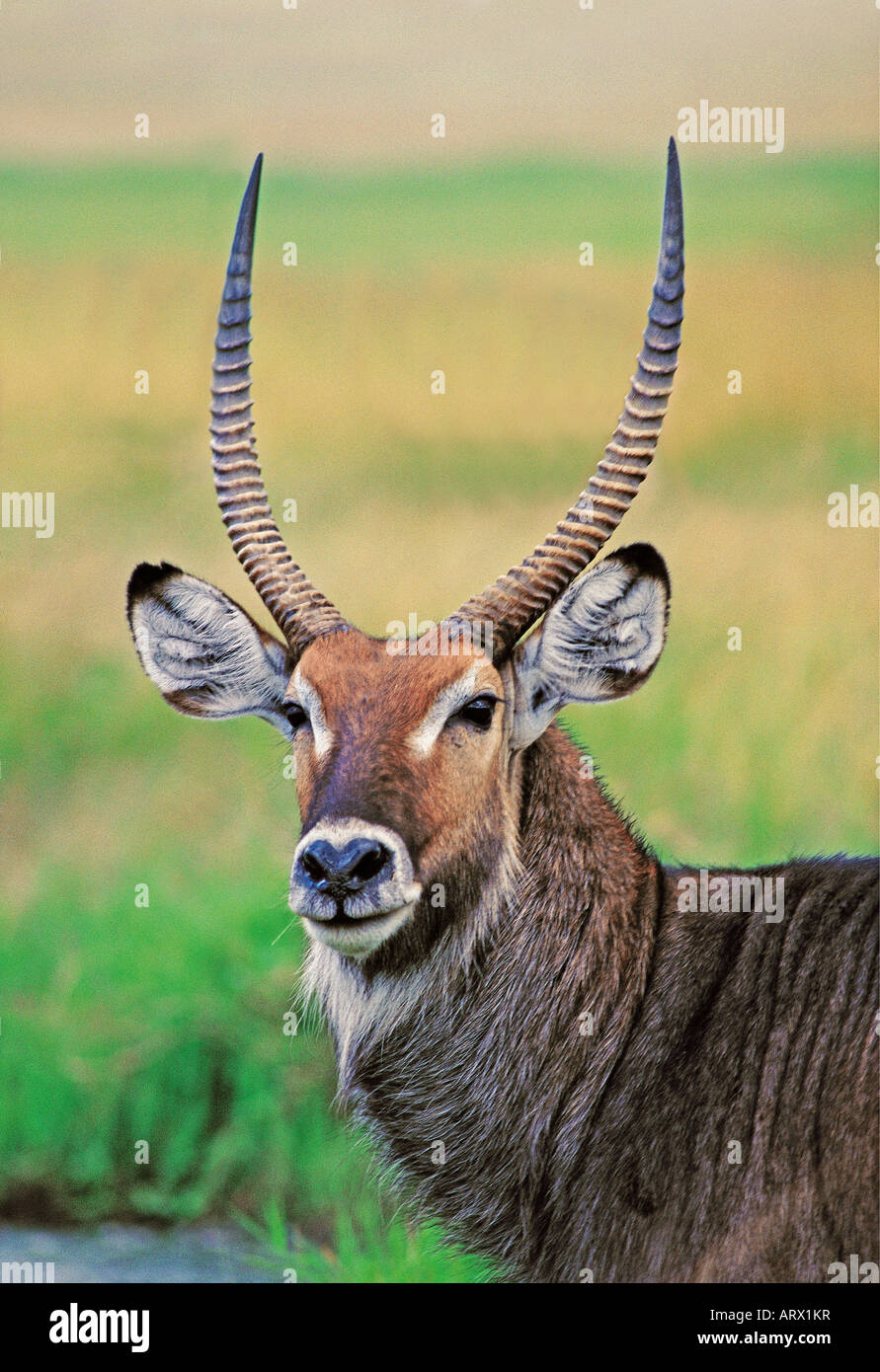 Portrait of Male Defassa Waterbuck Masai Mara National Reserve Kenya ...