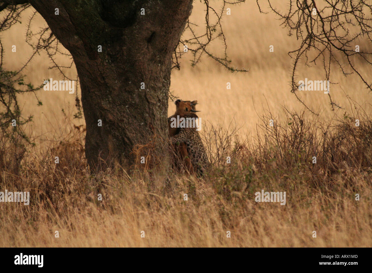 Leopard climbing tree with prey in Serengeti NP Tanzania Stock Photo ...