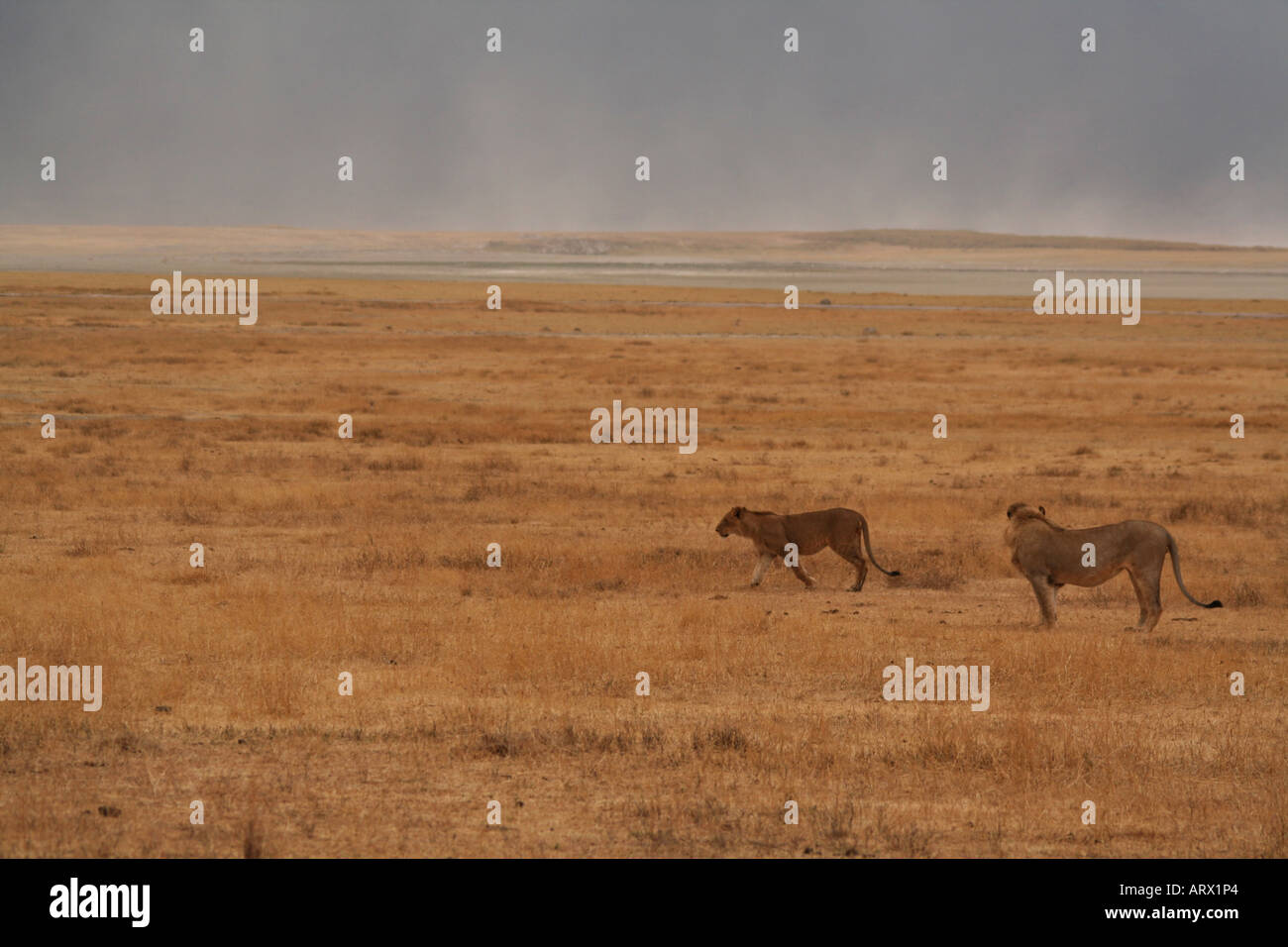 Lions in the Ngorogoro Crater Tanzania Stock Photo - Alamy
