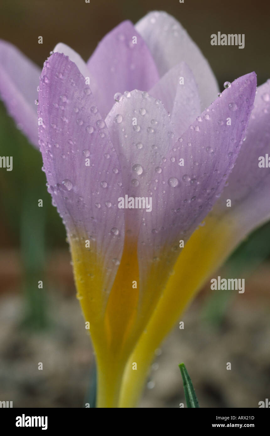 Crocus sieberi 'Firefly' Stock Photo - Alamy
