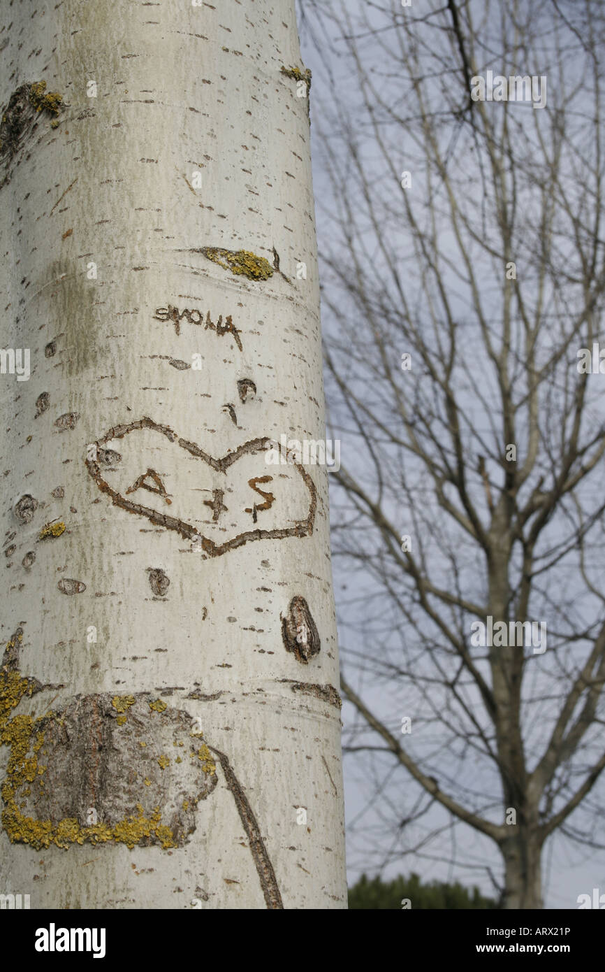 heart carved on tree trunk Stock Photo - Alamy