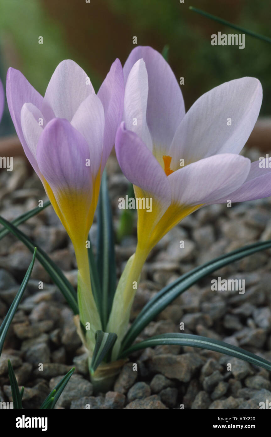 Sieberi firefly hi-res stock photography and images - Alamy