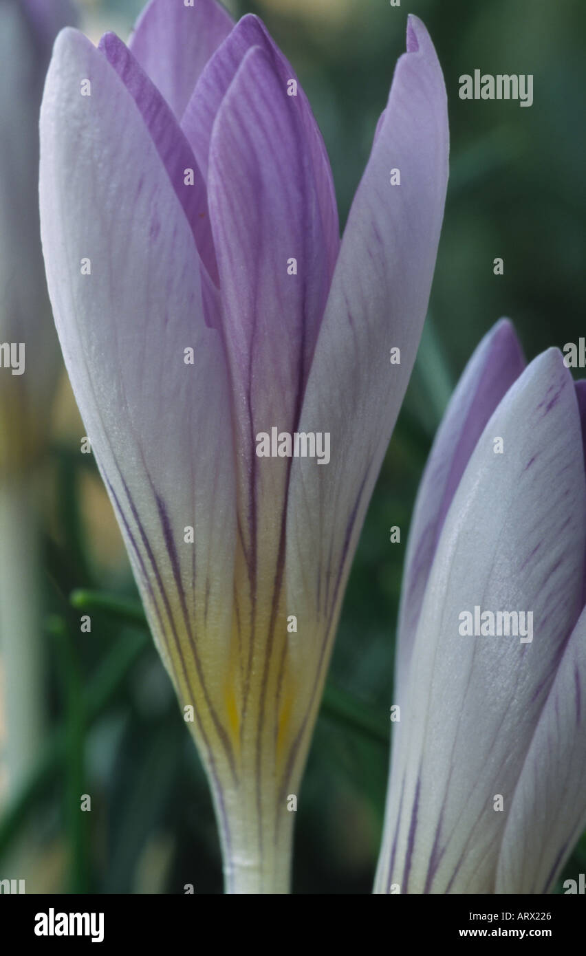 Crocus versicolor hi-res stock photography and images - Alamy