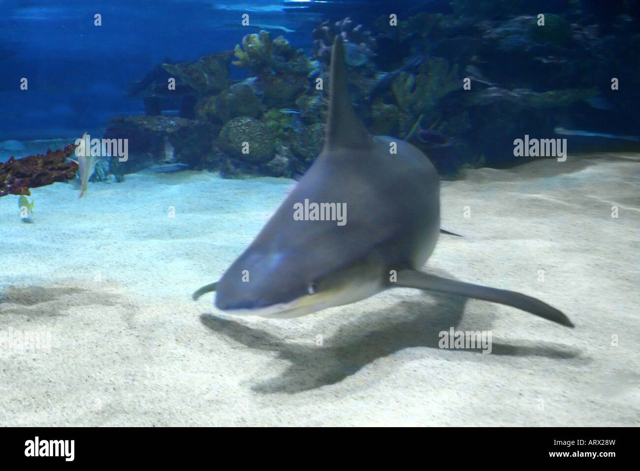 Shark Angry and hungry Stock Photo - Alamy