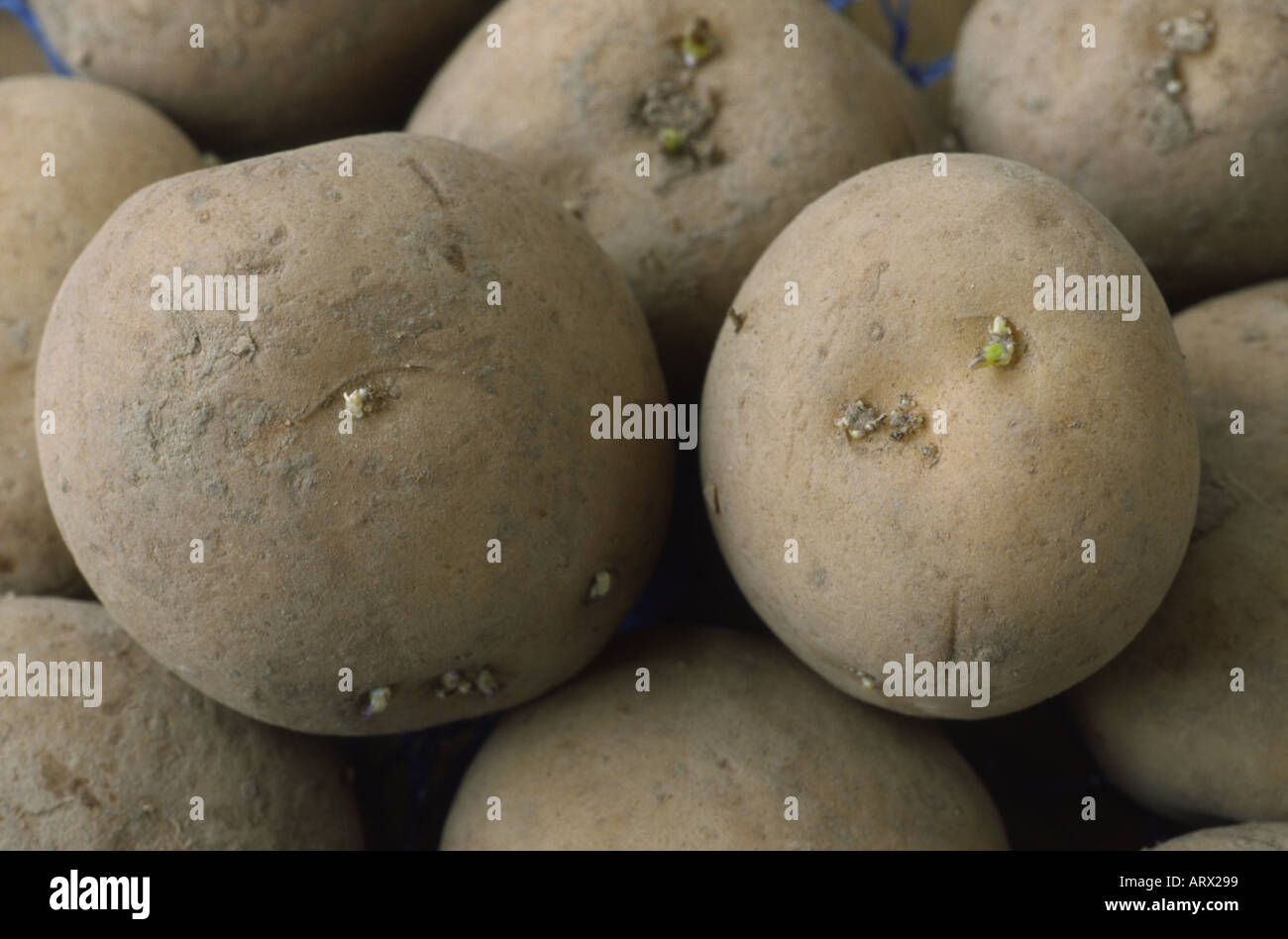 Solanum tuberosum 'Rocket'. First Early Seed potatoes Stock Photo - Alamy