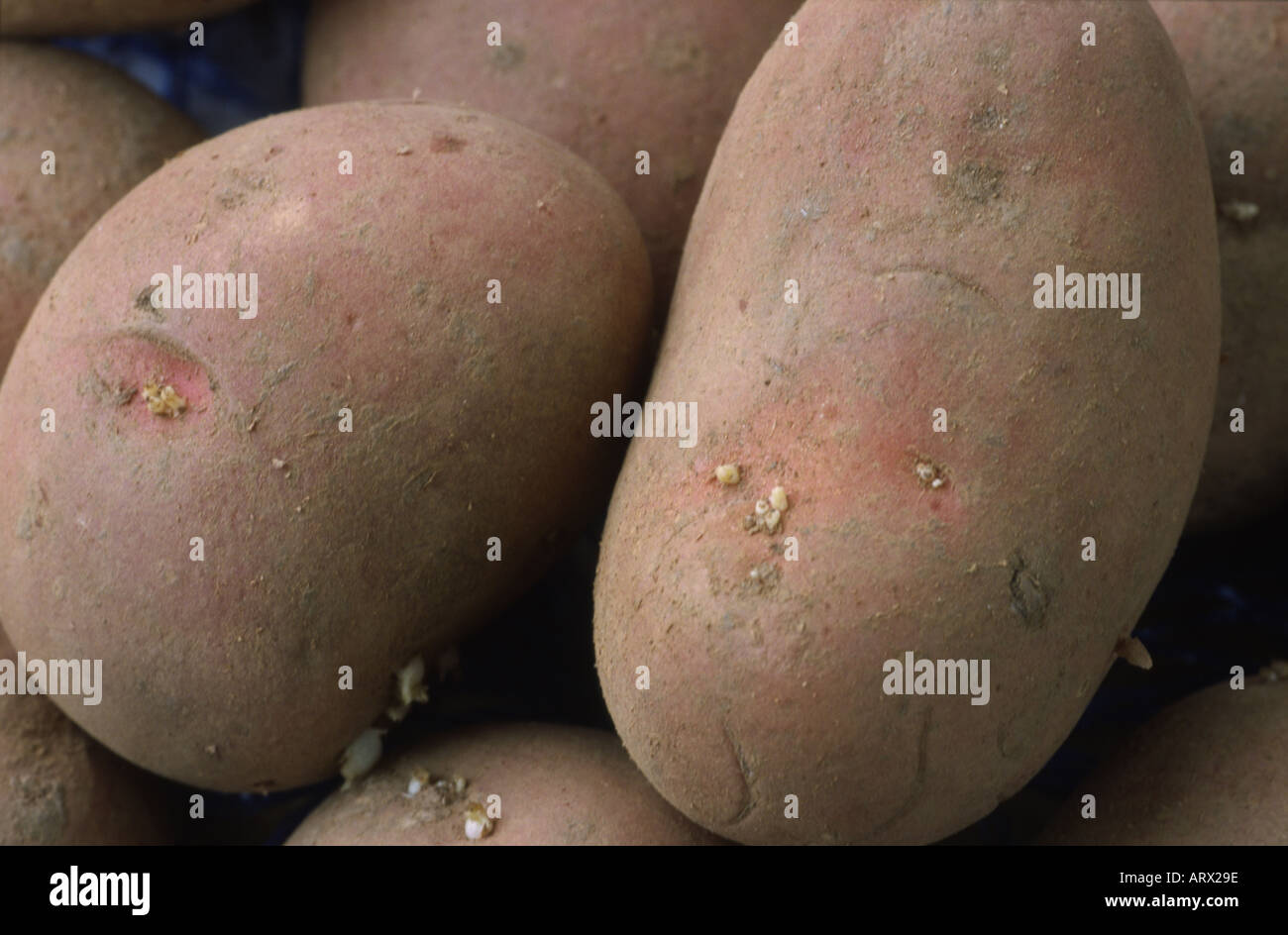 Rooster seed potatoes hi-res stock photography and images - Alamy