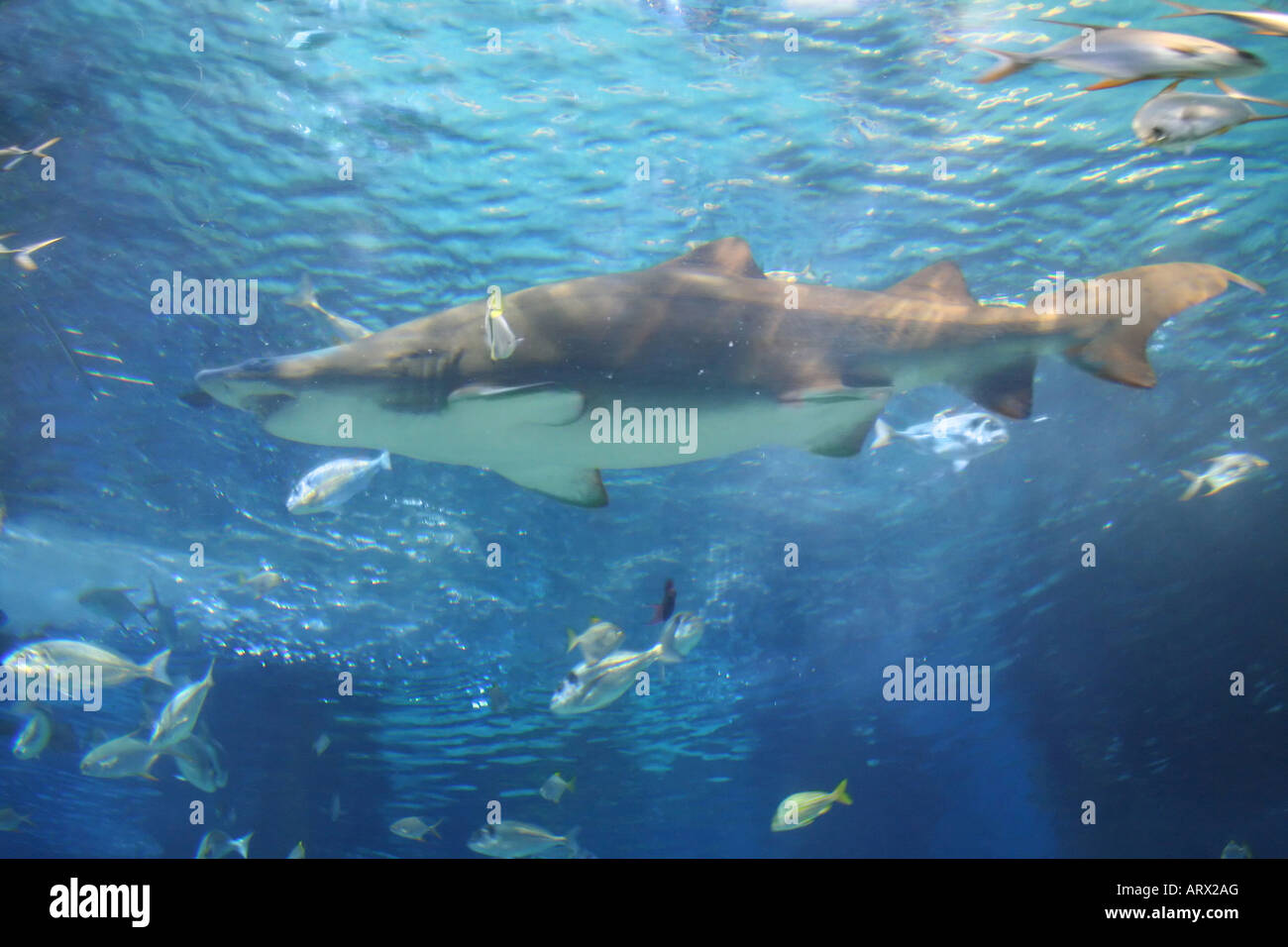 shark hunting in the water Stock Photo - Alamy