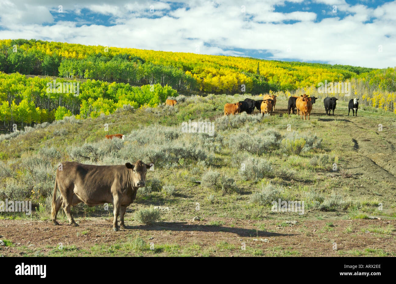 Cattle in the pasture along the Flattops Scenic Byway between Yampa and ...