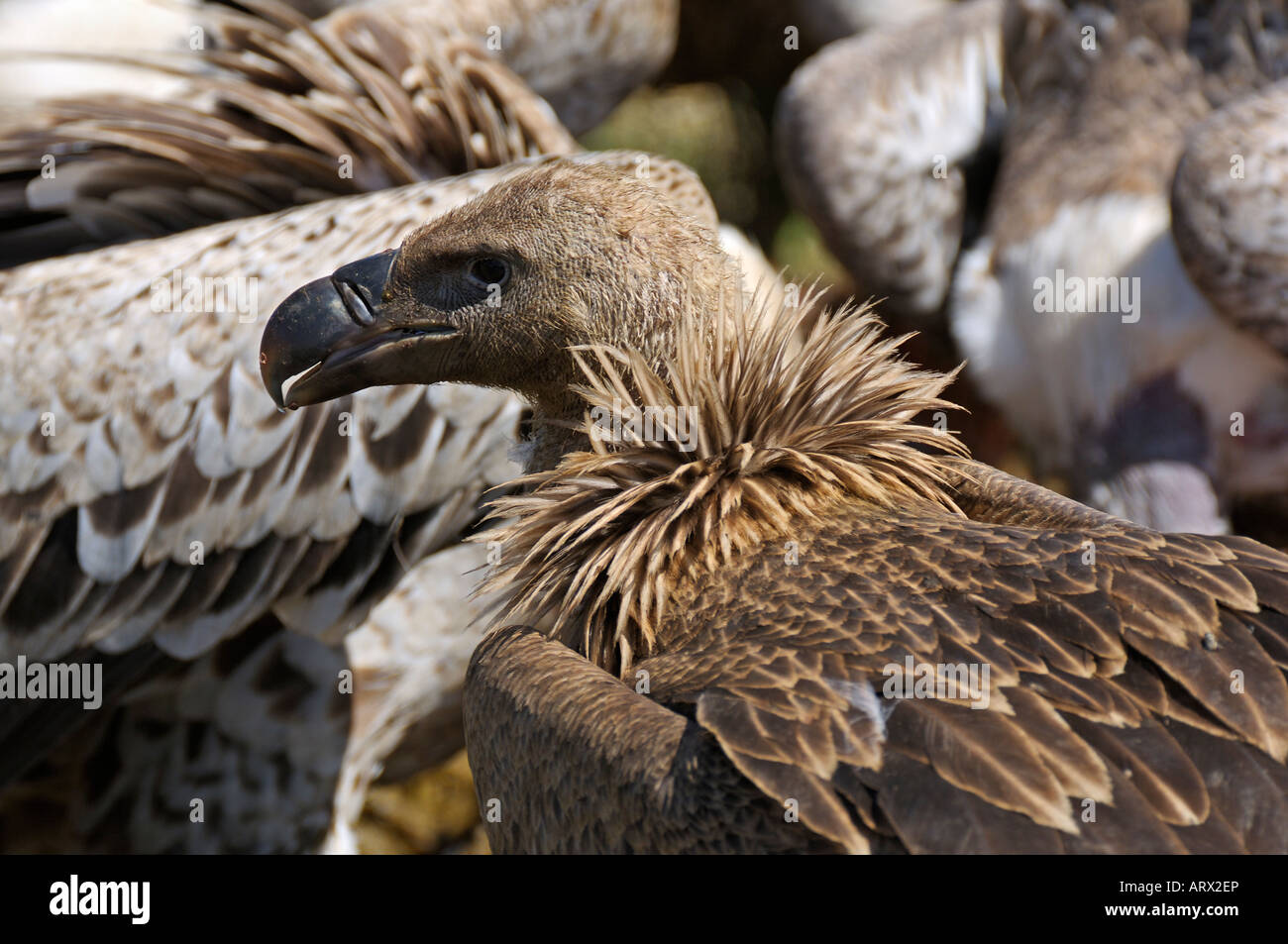 Vultures,close up of a Vulture,Masai Mara,Kenya Stock Photo - Alamy