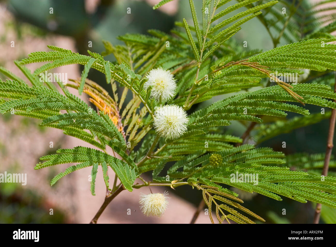 Acacia Angustissima