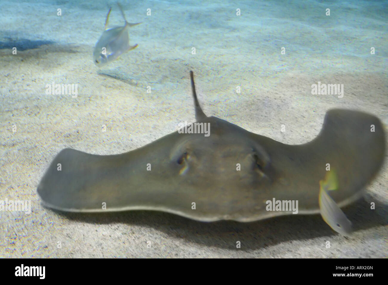 Fishtank sand hi-res stock photography and images - Alamy